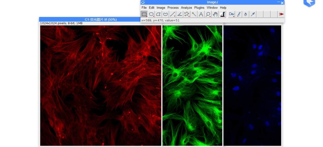 利用Image J 拆分和Merge荧光图片 - 知乎