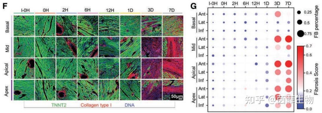 Circ Res | IMC绘制小鼠心肌缺血再灌注损伤的单细胞蛋白修饰时空图谱 - 知乎