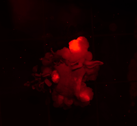 handheld-UV lamp LUYOR-3103D - 知乎