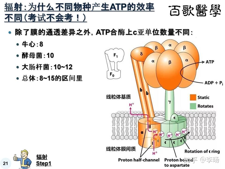 一个葡萄糖有氧呼吸到底生成多ATP？30？32？38？ - 知乎