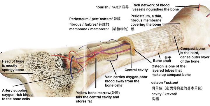 Inside bones 04 – bone marrow - 知乎