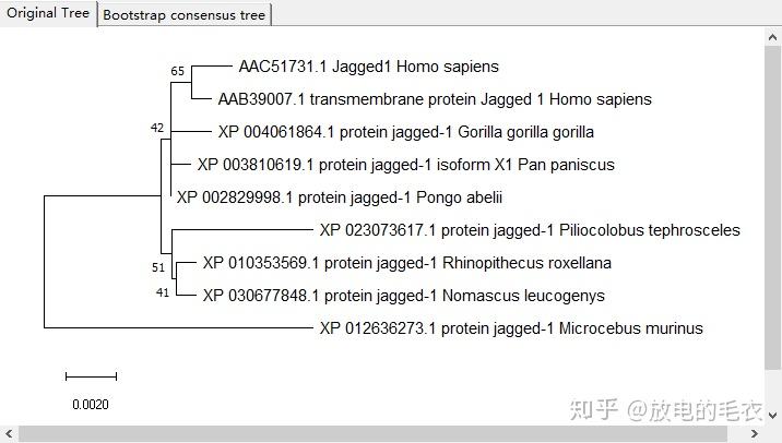 MEGA在分子进化树方面的应用 - 知乎