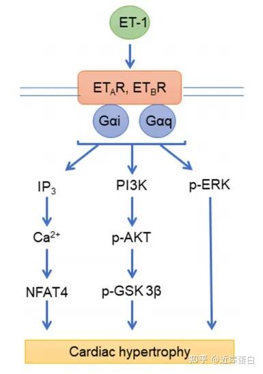 七次跨膜蛋白ETRs（ETAR/ETBR）能拯救心力衰竭吗？ - 知乎