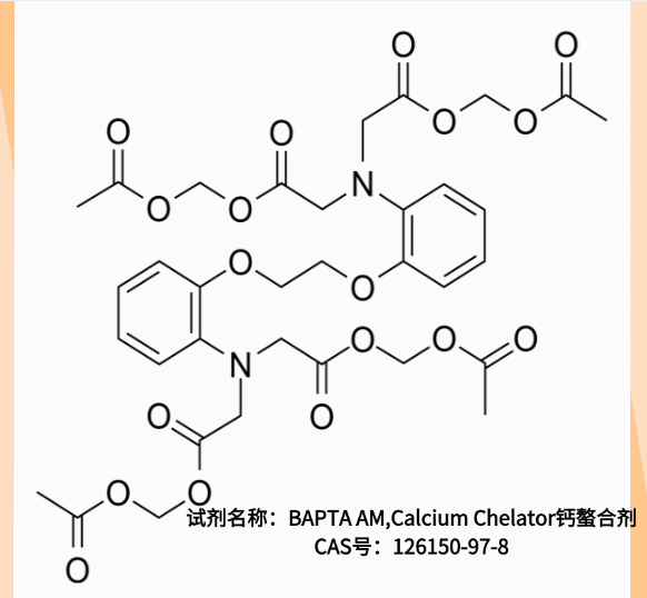 BAPTA, AM可用于研究钾离子通道在细胞生理过程中的功能 - 知乎