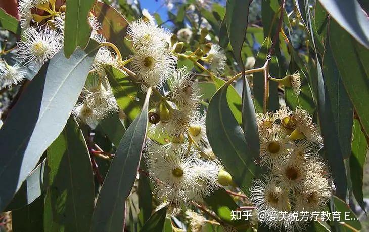尤加利精油怎么使用？有什么功效？ - 知乎