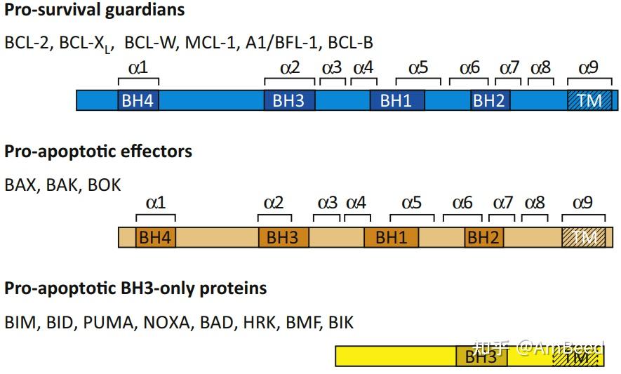 【AmBeed解析】探究Bcl-2的作用机制 - 知乎