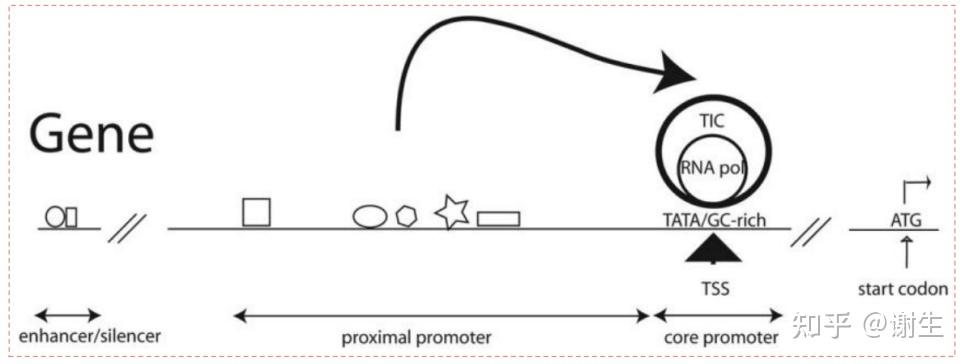 已知启动子序列怎么预测转录因子呢？ - 知乎