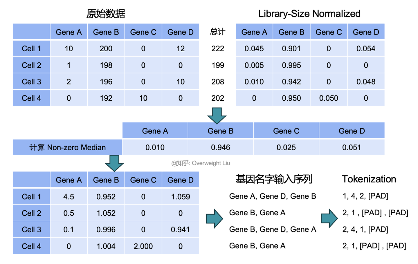 (五) Geneformer 技术解读 ｜ 利用基因名字排序进行语言建模 - 知乎