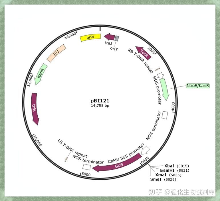 pBI121 Plant Expression Vector (pBI121 vector)的核心元件 - 知乎