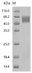 MICA：肿瘤免疫监视的关键调节分子及其治疗靶点潜力 - 知乎