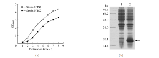 【菌周刊】菌种建库篇｜大肠杆菌BL21(DE3)菌株高表达的自适应进化筛选及其特性 - 知乎