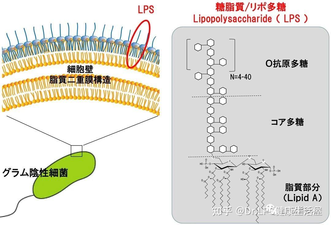 LPS脂多糖和内毒素的区别? - 知乎 LPS脂多糖和内毒素的区别? - 知乎