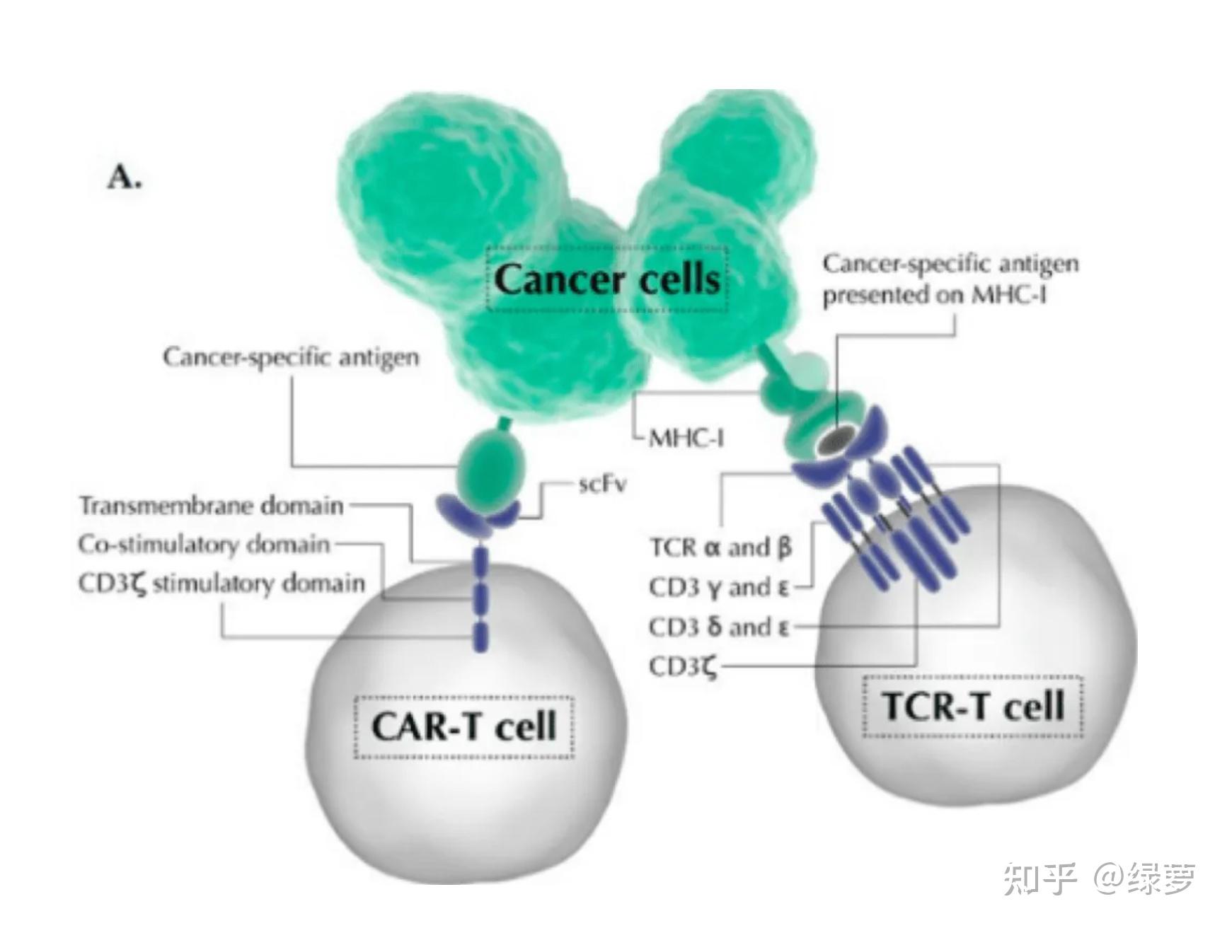 FDA 批准全球首款 TCR-T 疗法用于治疗滑膜肉瘤成人患者，这意味着什么？ - 知乎