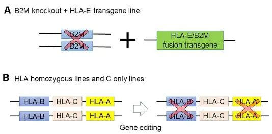 Cell Stem Cell | Shinya Yamanaka：基于多能干细胞的细胞治疗，未来可期 - 知乎
