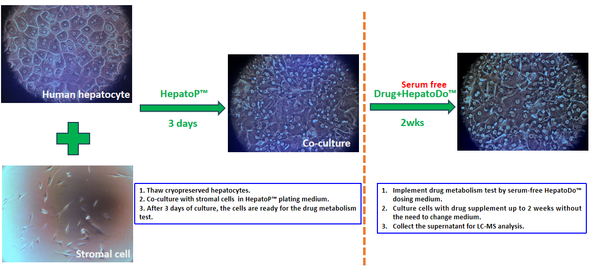 IPHASE/汇智和源 新型肝细胞体外代谢模型助力慢代谢药物动力学研究 - 知乎
