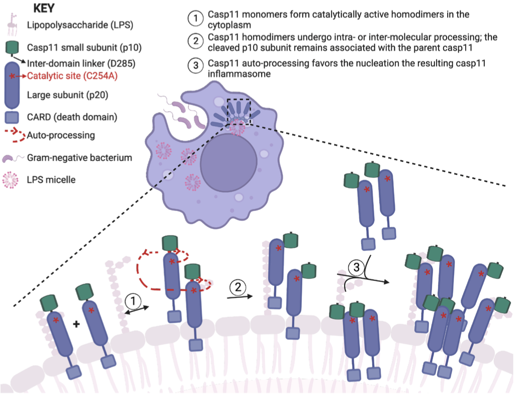 eLife丨小鼠Caspase-11的催化活性和自处理作用介导了胞浆内LPS的非经典炎症小体组装 - 知乎