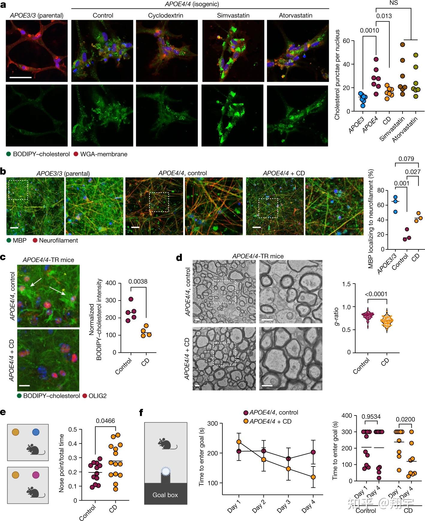 Nature 文章:APOE4通过少突胶质细胞胆固醇失调损害髓鞘形成 - 知乎