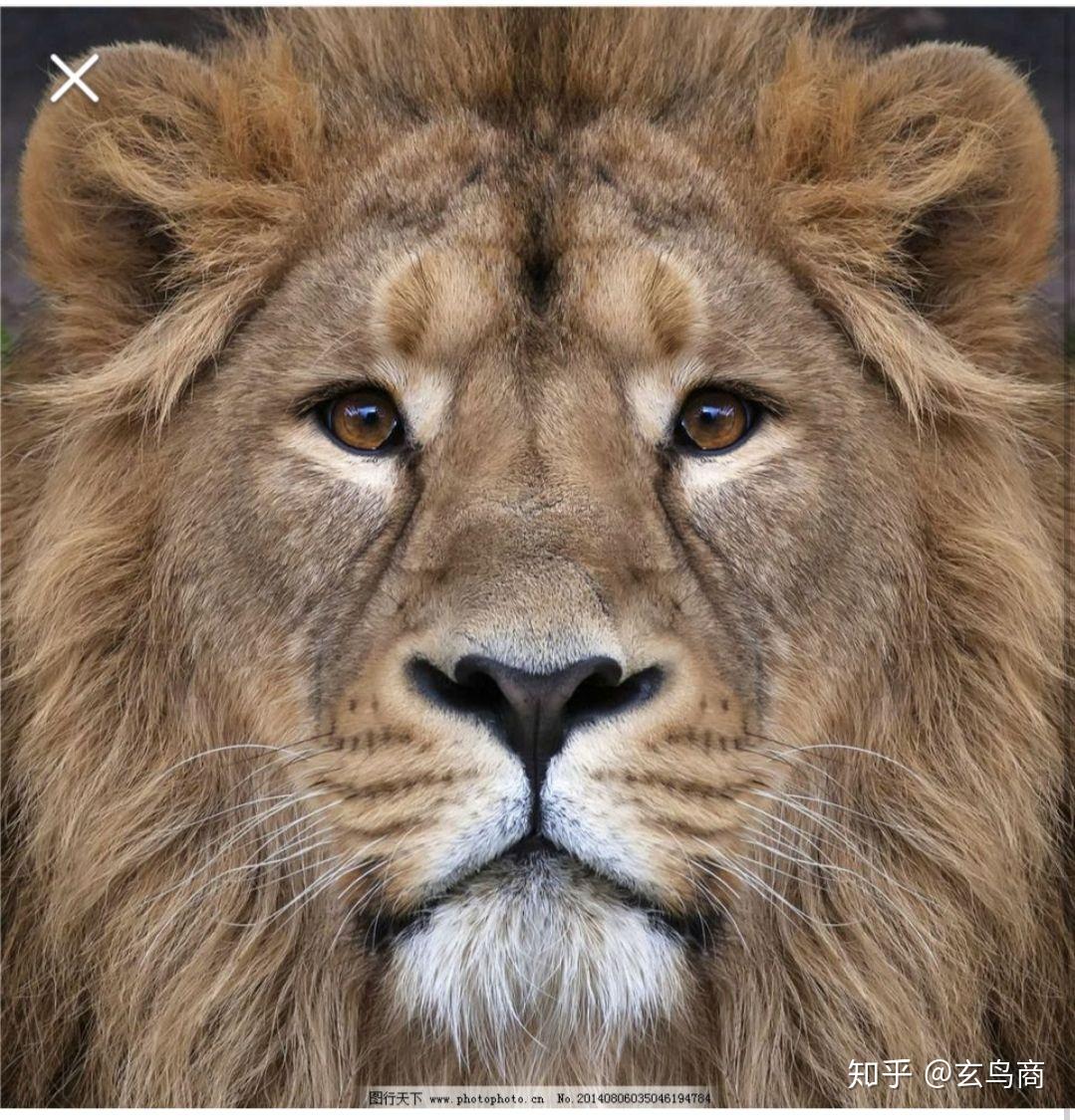 青铜器上的非洲古埃及动物（五） - 知乎