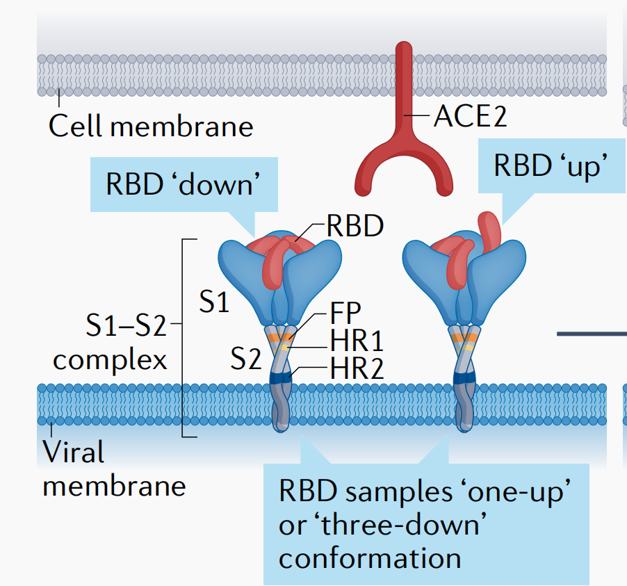 以2019-nCOV为例，如何获得病毒的RBD序列？ - 知乎