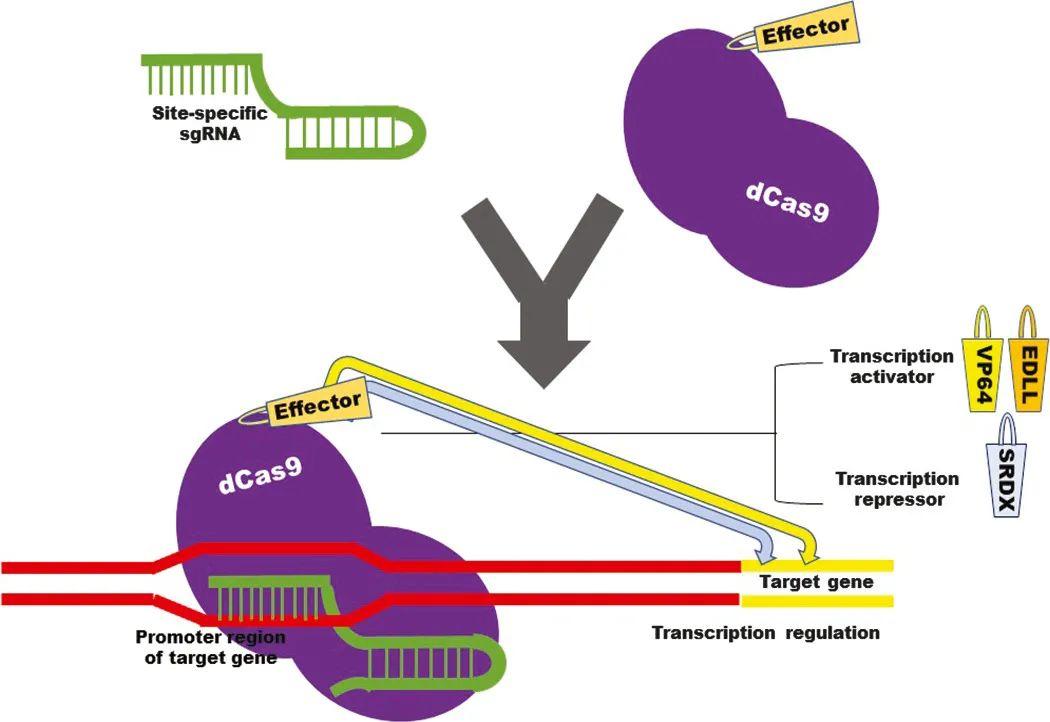 谈谈CRISPR/dCas9系统的“百变”应用（一） - 知乎