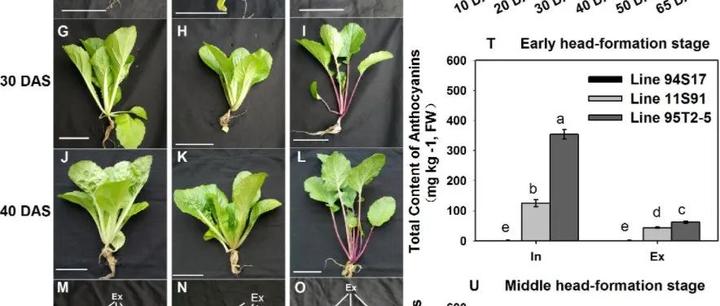 【Front Plant Sci】BrMYB2调控大白菜和拟南芥发育过程中花青素生物的合成机制 - 知乎