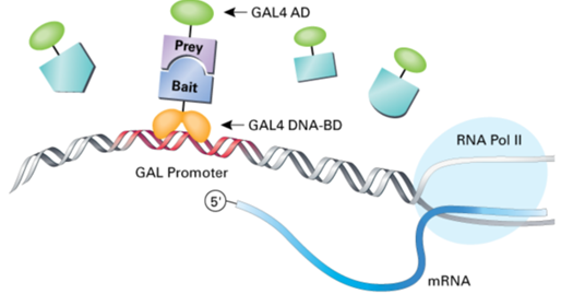 快问快答12| GAL4系统酵母双杂的原理 - 知乎