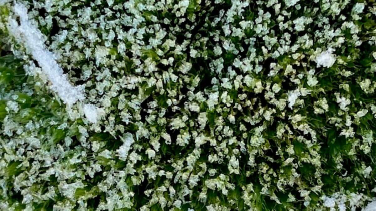 微软的Hyperlight WebAssembly for VMs开源 - 知乎