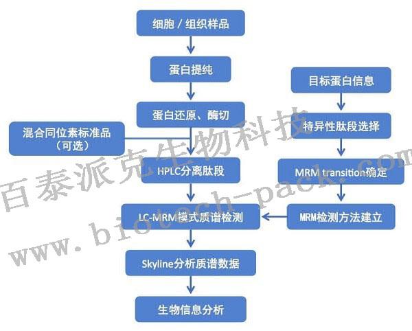 MRM/PRM定量蛋白组学分析 - 知乎