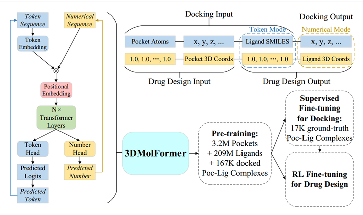 2025-3DMolFormer：一种用于基于结构的药物发现的双通道框架 - 知乎