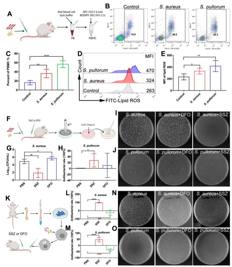 中科院一区TOP Theranostics丨铁死亡的抗菌作用 - 知乎