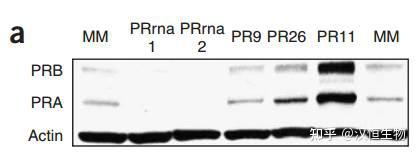 saRNA：激活基因表达的dsRNA（一） - 知乎