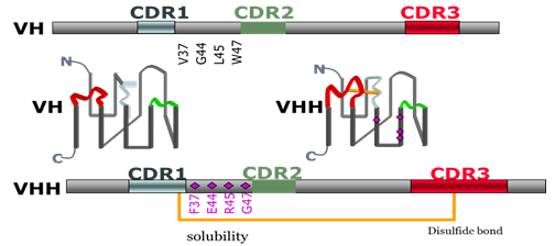 纳米抗体结构 - 知乎