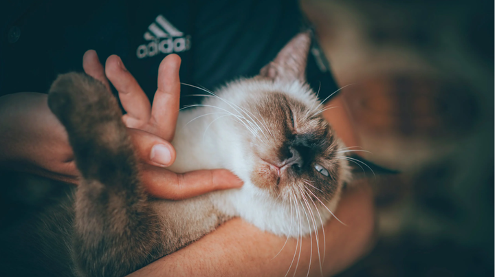 为什么说要让猫咪多喝水？ 知乎