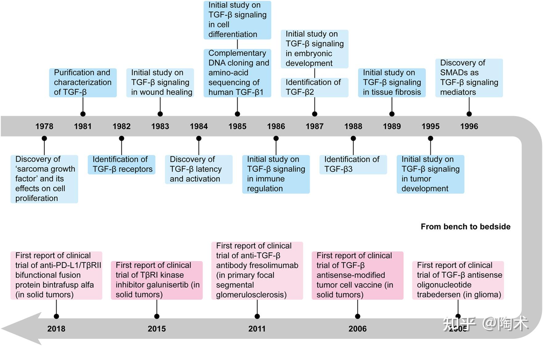 干货！TGF-β：概述、历程、机制、靶点？——TargetMol - 知乎