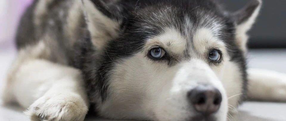 程序员的福音 - Apache Commons Collections - 知乎