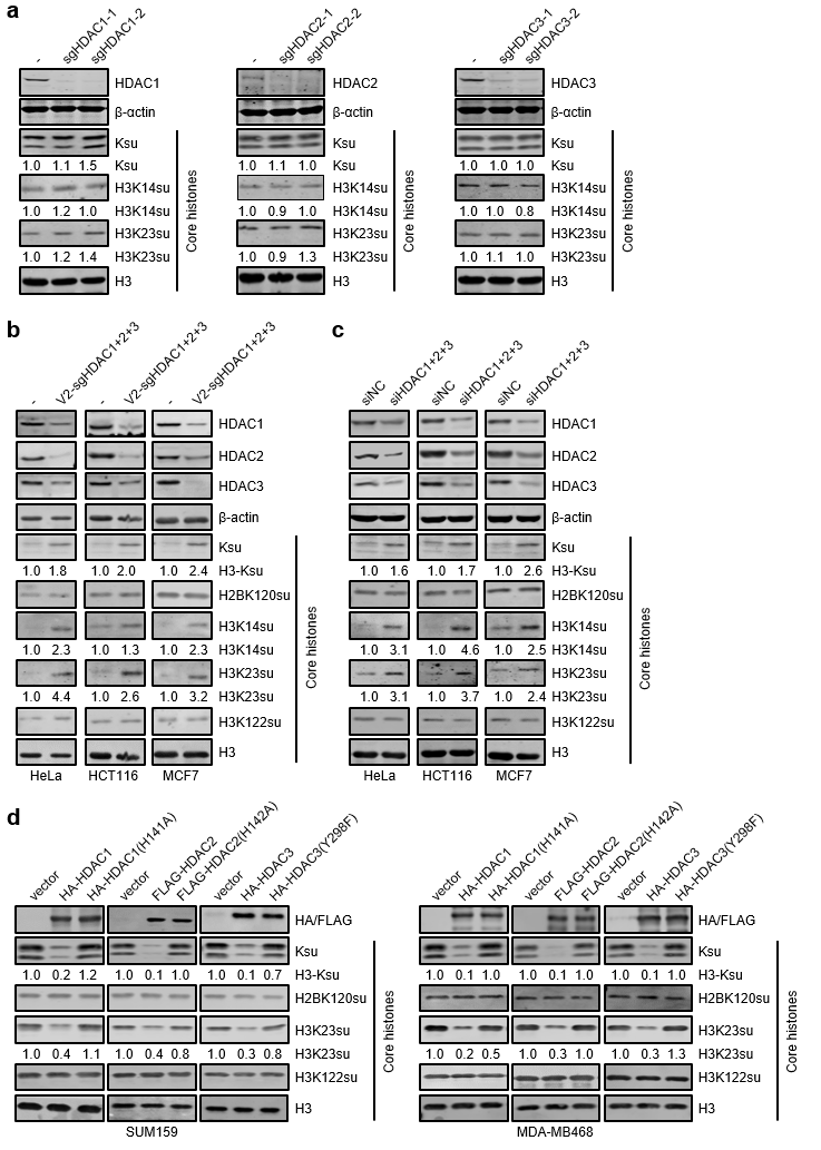 Cell Discov | HDAC1/2/3是主要的组蛋白去琥珀酰化酶 - PTMBio - 博客园