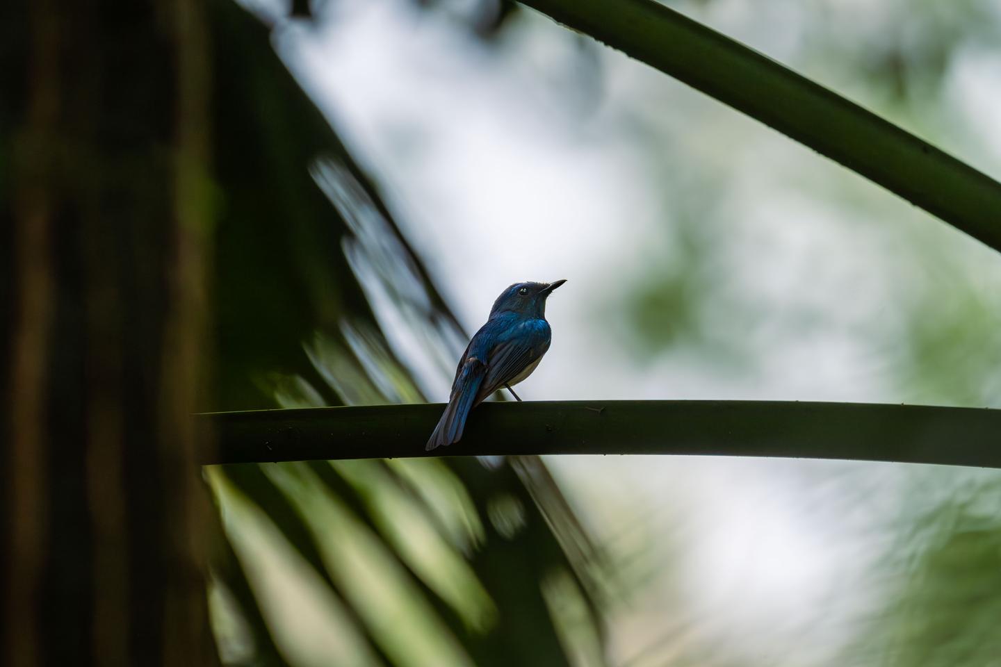 模糊断点回归（Fuzzy RDD）的标准操作与代码 - 知乎