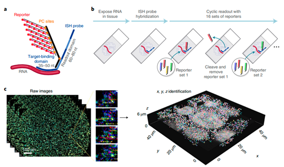 浅谈寡核苷酸spacer修饰的作用 - 知乎