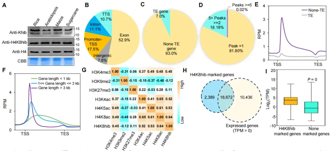 Mol Plant | 陈晓洋/徐秋涛团队：2-羟基异丁酰化修饰调控水稻免疫新机制 - 知乎