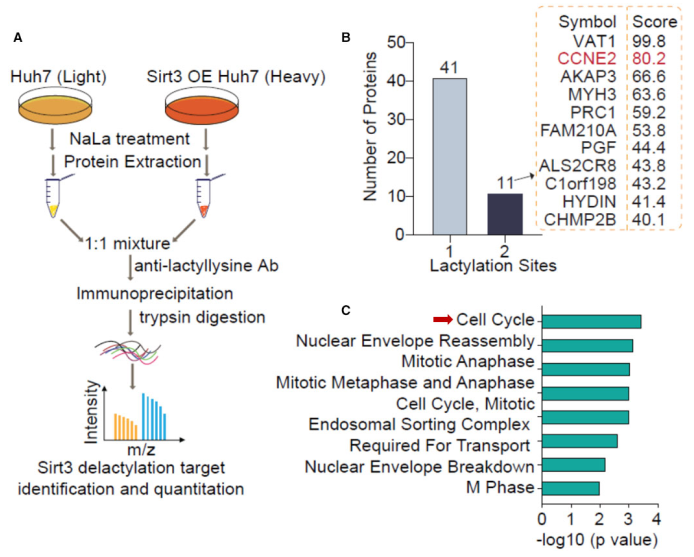 EMBO Rep | 中国科学技术大学王毅团队揭示CCNE2乳酸化修饰促进肝细胞癌进展的新机制 - 知乎
