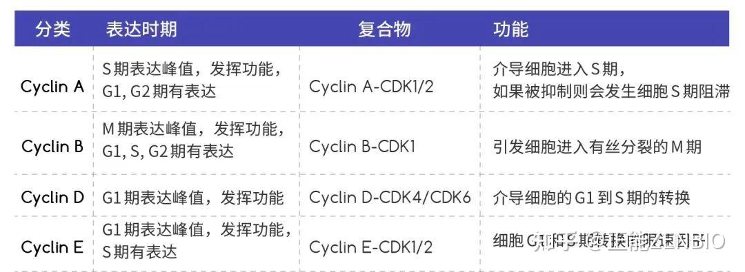 Cyclin和CDK之间究竟是什么关系？ - 知乎