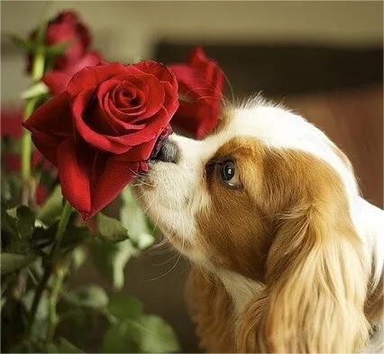 浅谈k1-k9 - 知乎