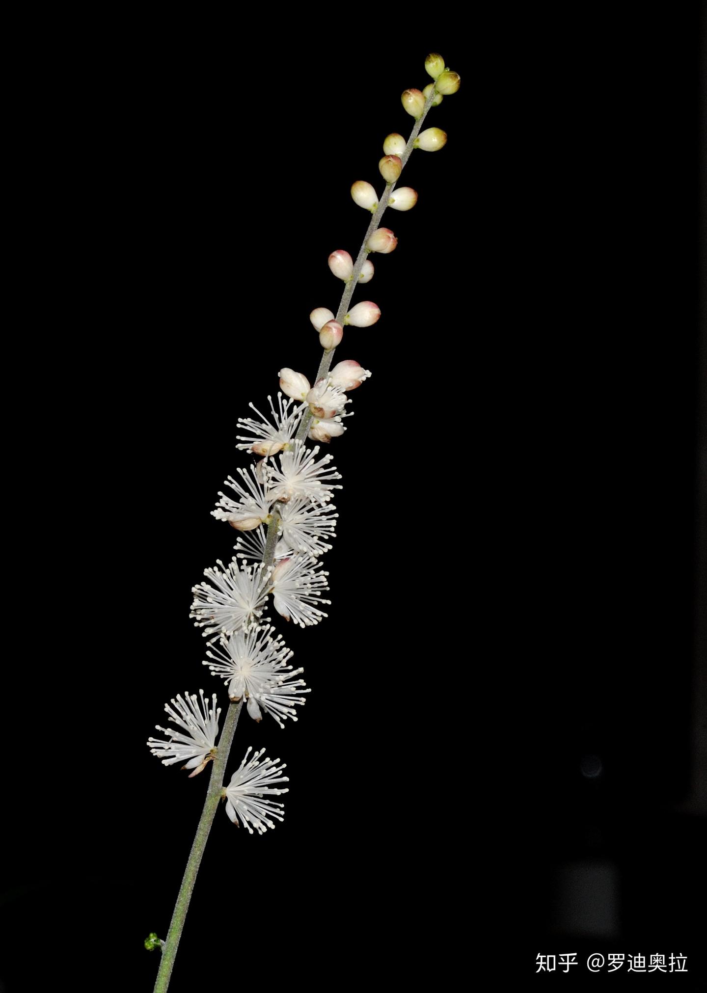 从独叶草到耧斗菜：毛茛目里的快意人生 - 知乎