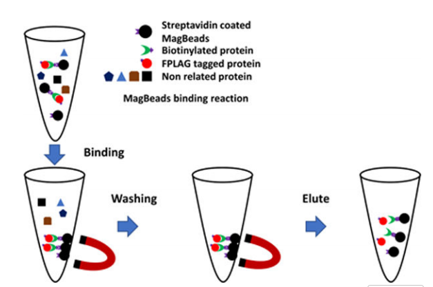 从裂解液到活细胞：GST/His/Flag/Strep Pull-down vs. PL-MS，如何精准捕获瞬时/弱/膜蛋白互作？ - 知乎