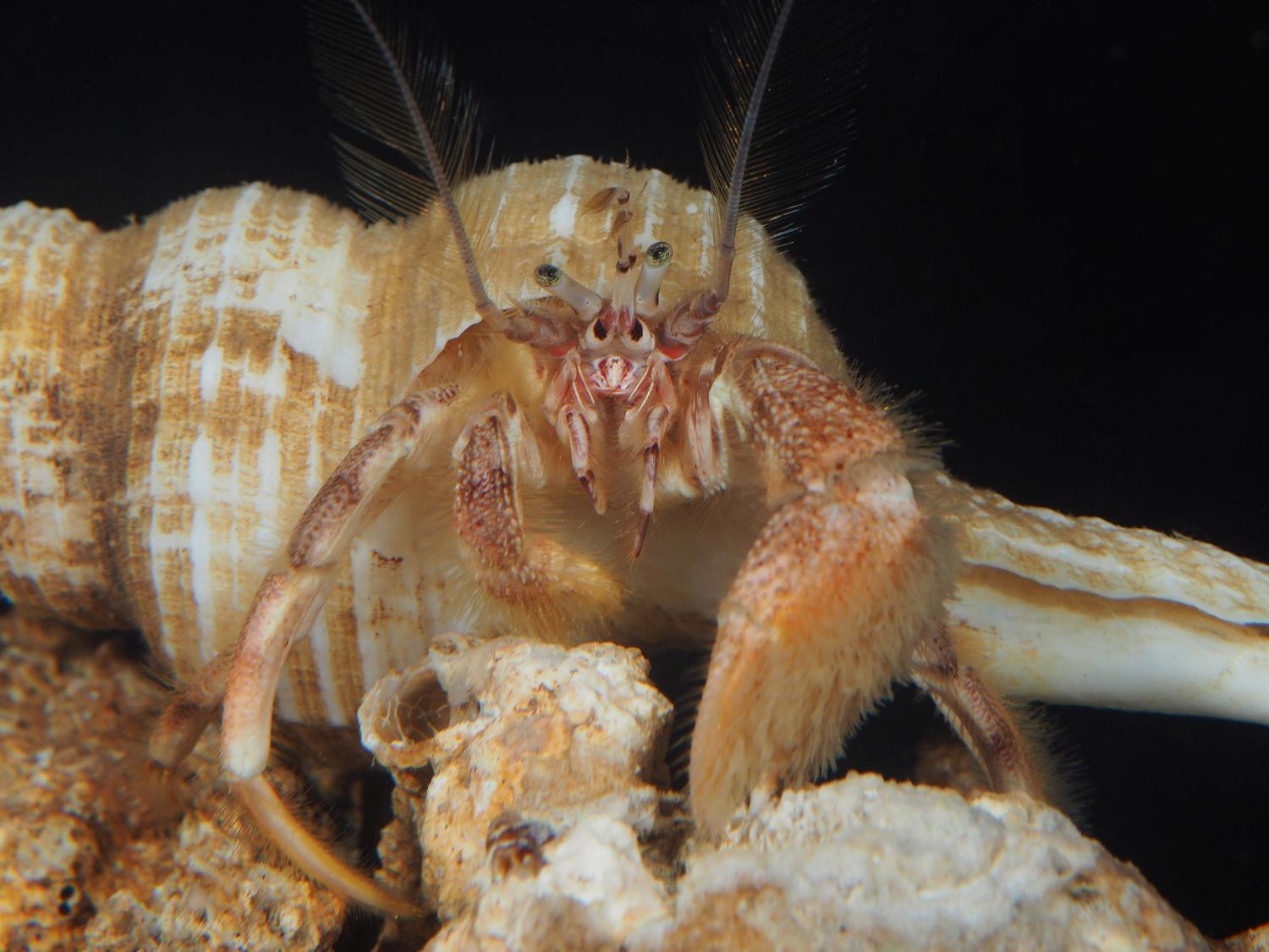 中国海寄居蟹总科图鉴 - 知乎