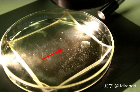 CAF Resistance简介 - 知乎