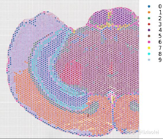 使用stLearn对百创S1000空间转录组数据进行聚类分析 - 知乎