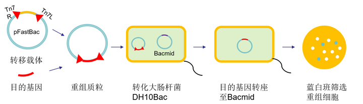 Bacmid的构建实验流程 - 知乎