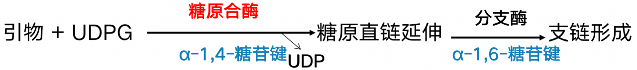生化与分子生物学——代谢篇之糖代谢 - 知乎