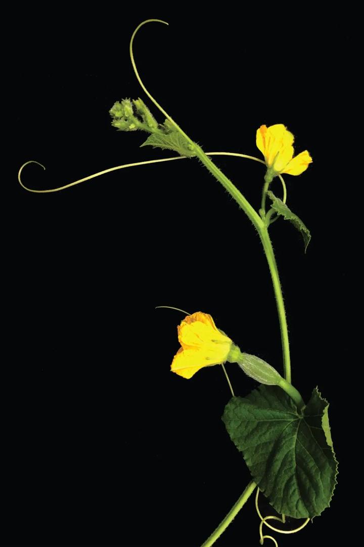 Science | 法国IPS2 Abdel团队揭示植物性别决定与两性花发育调控新机制 - 知乎